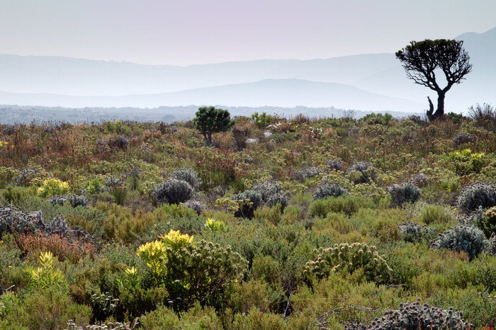 fynbos :: op safari in zuid-afrika
